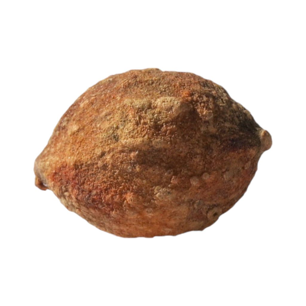 Alpiniae Oxyphyllae Fructus (Each Tael) | Yue Hwa Online Shop